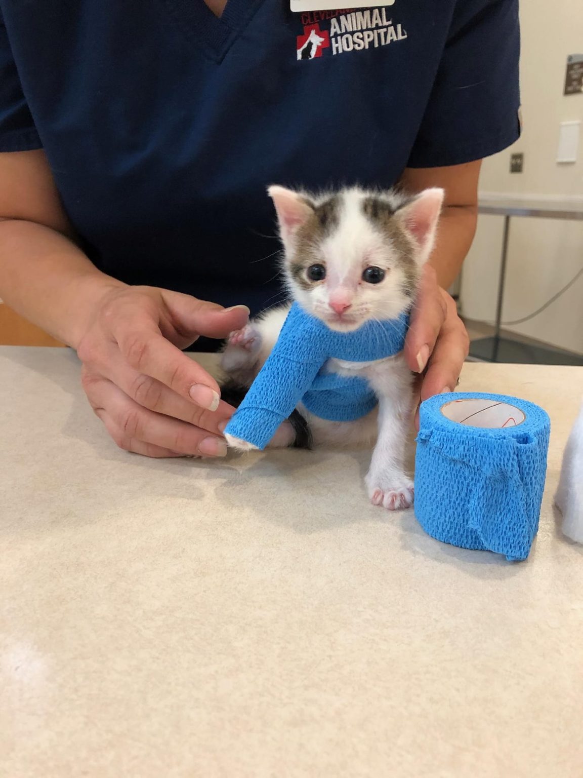 Cat Friendly Practice | Cleveland Road Animal Hospital